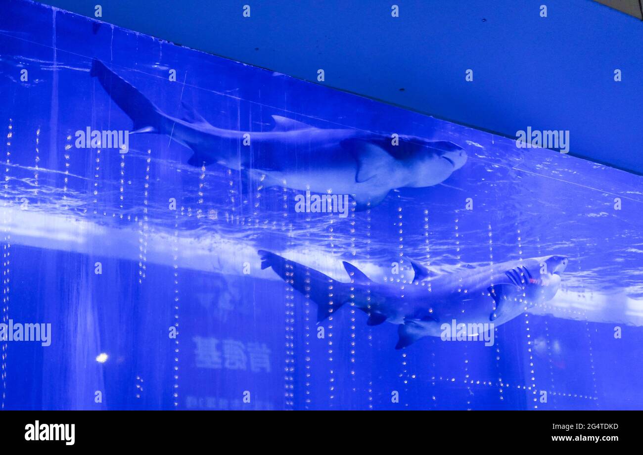 CHENGDU, CHINA - JUNE 22, 2021 - Sharks are housed in an L-shaped fish ...