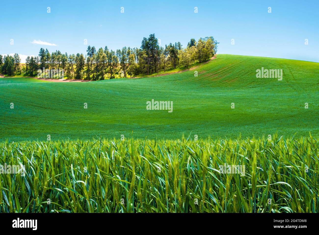 Idyllic rural landscape with farm wheat fields and blue sky seen from ...