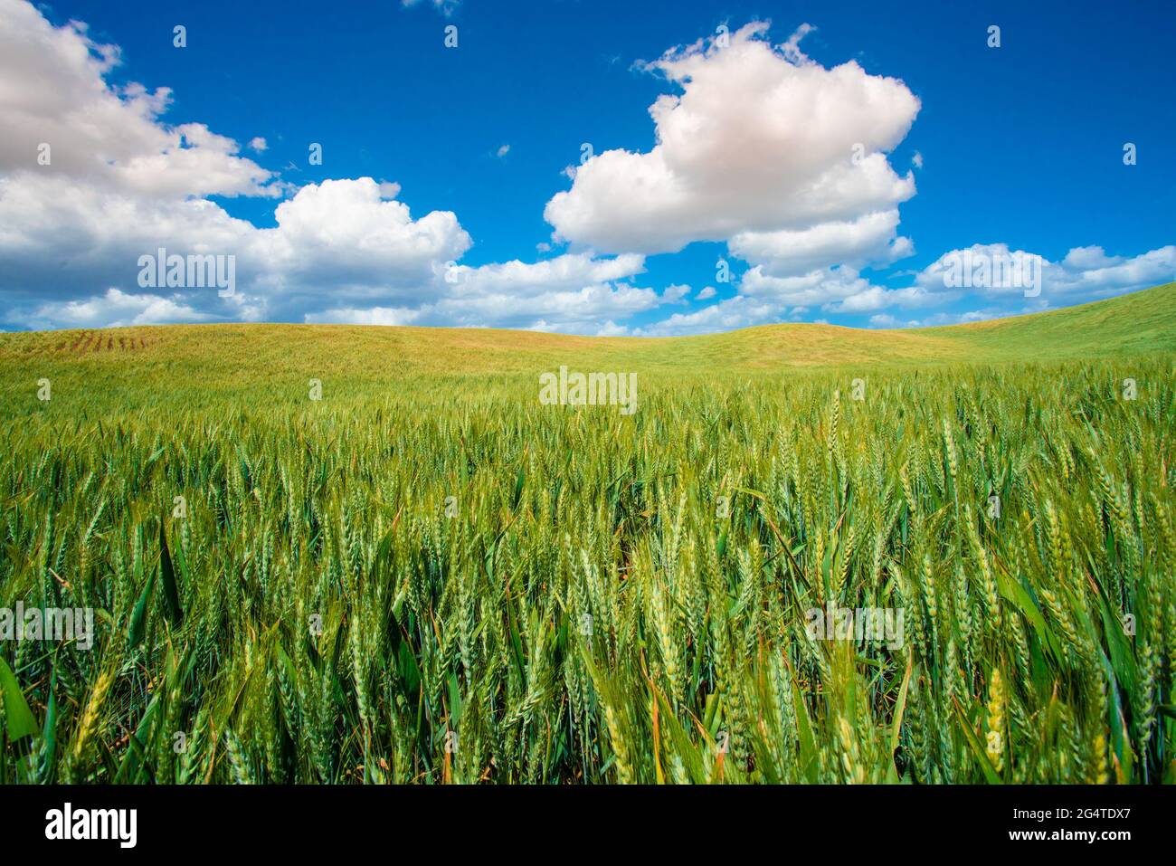 Idyllic rural landscape with farm wheat fields and blue sky seen from ...