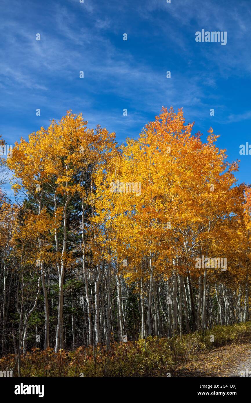 Stand of golden aspen in the fall, Glacier National Park, Montana Stock ...