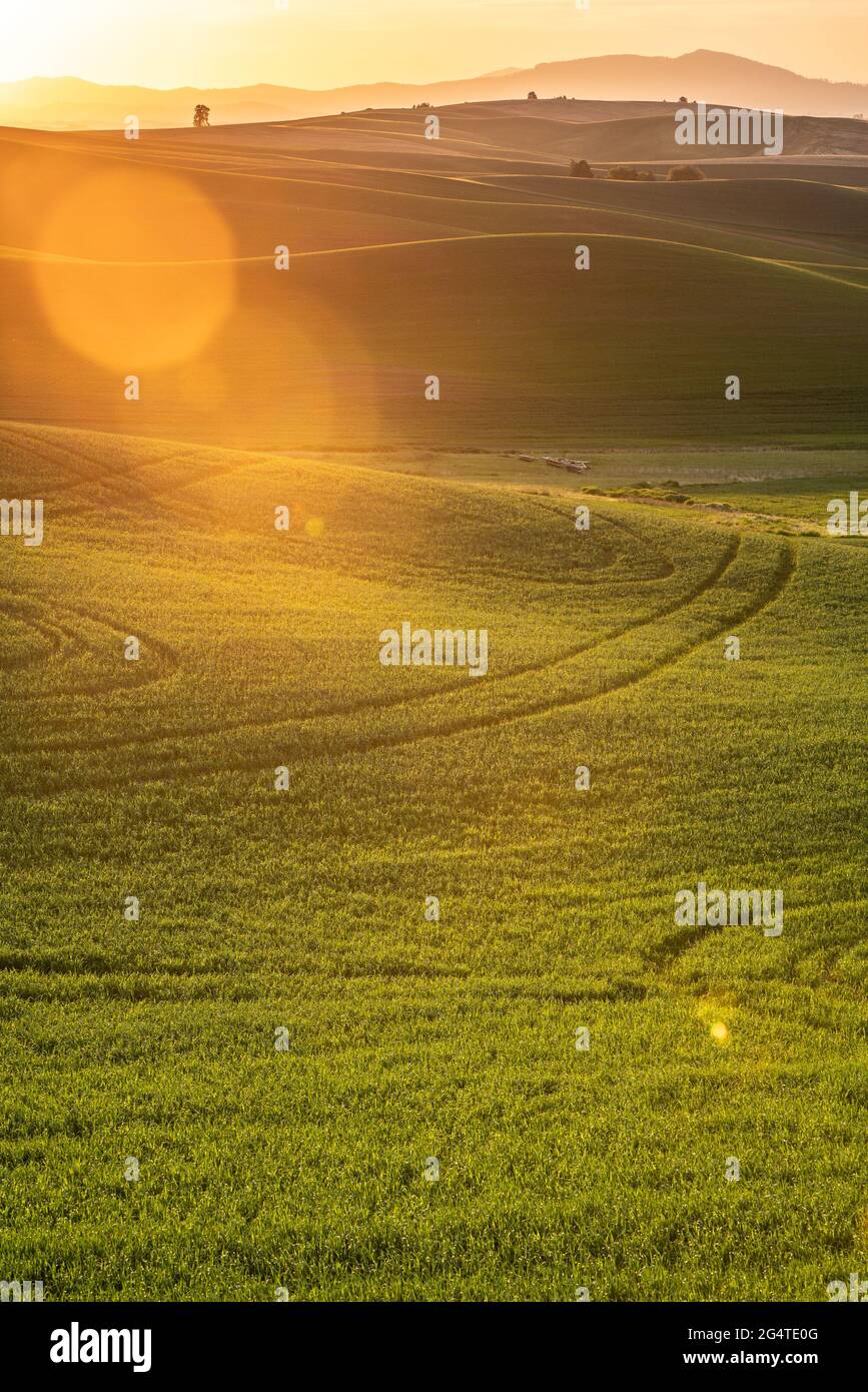 Countyside landscape with golden sunlight over the wheat fields and ...
