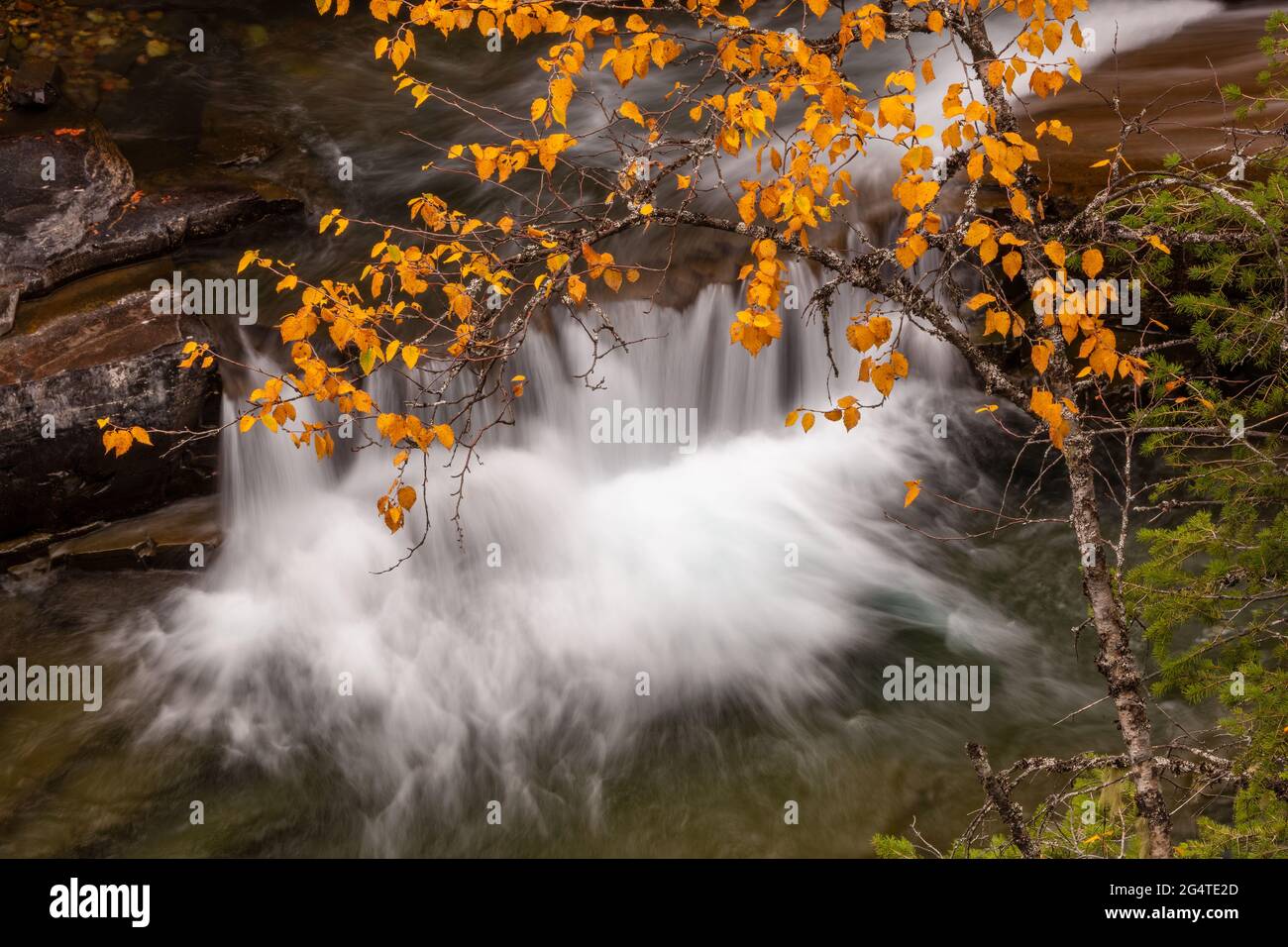 Golden aspen hi-res stock photography and images - Alamy