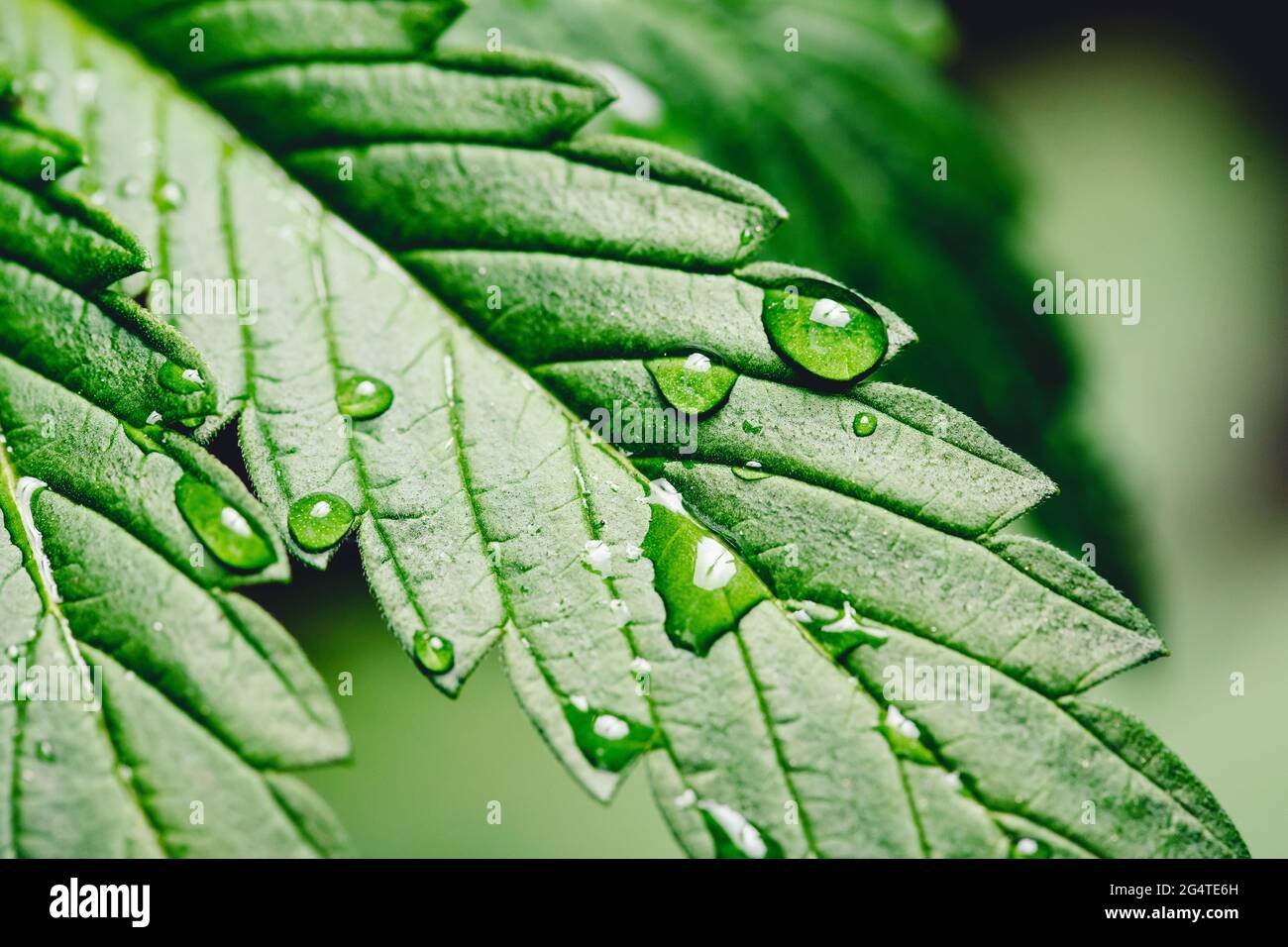 Cannabis farm water hi-res stock photography and images - Alamy