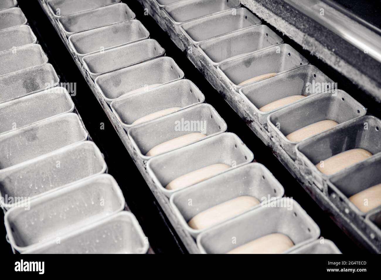 Square fresh dough bread on conveyor mold automatic baking production ...
