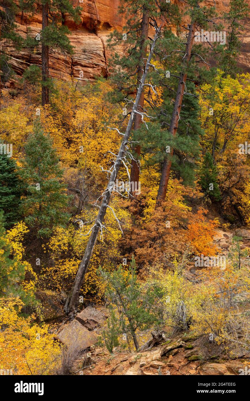 Autumn colours zion hi-res stock photography and images - Alamy