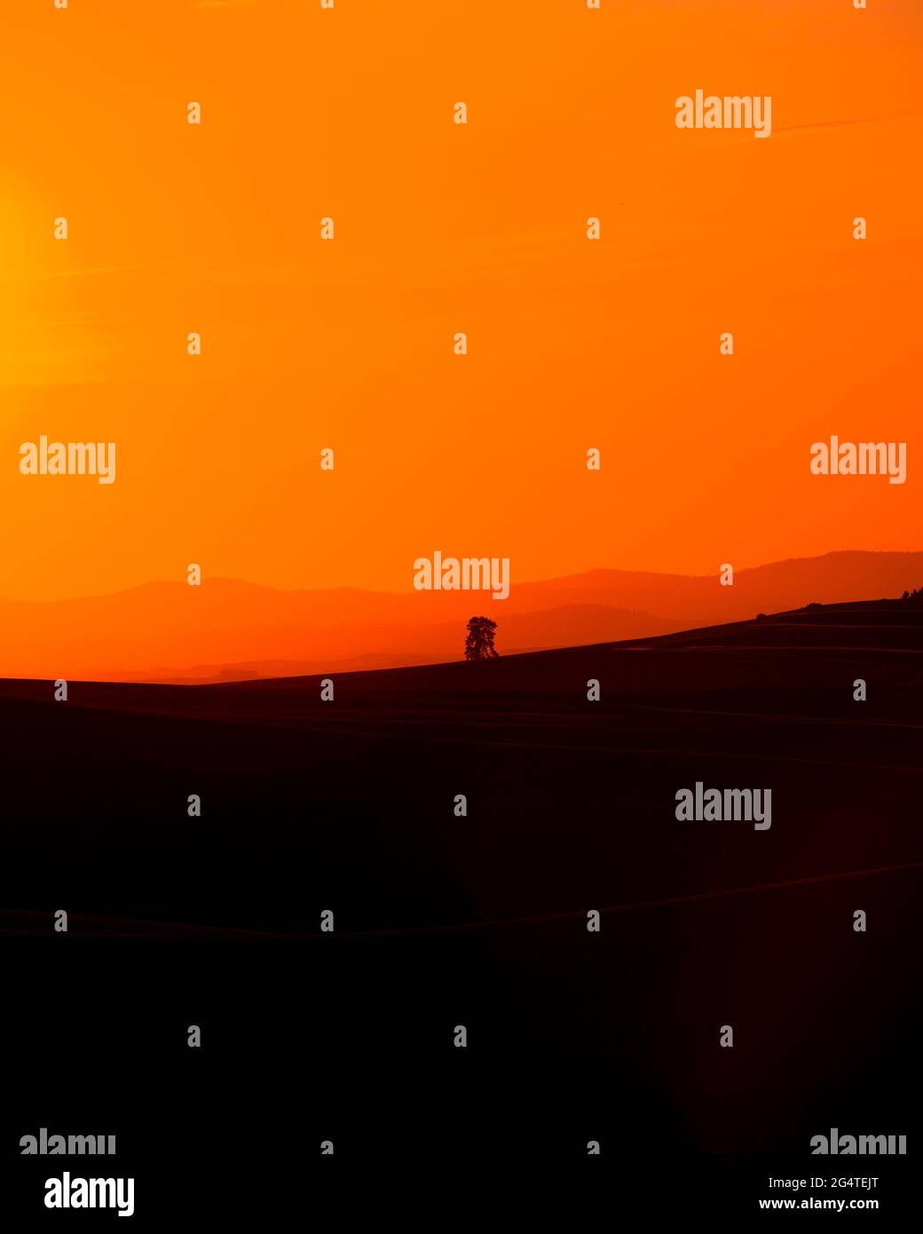 Vibrant orange sunset and hills with a single tree seen from the ...