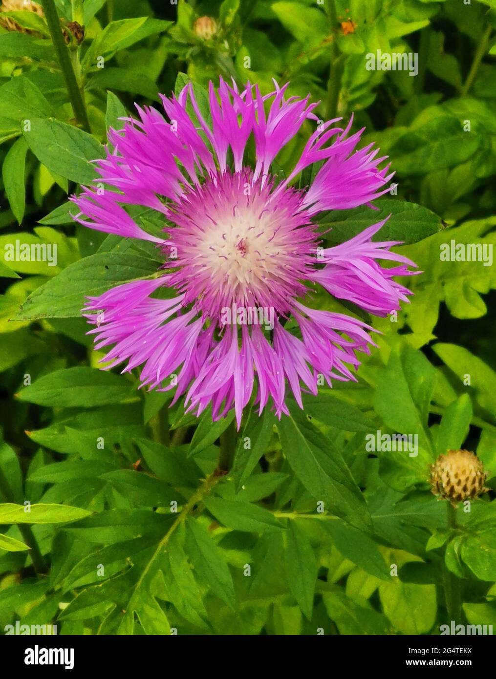 Vertical image of pink thistle type daisy flower and foliage Stock ...