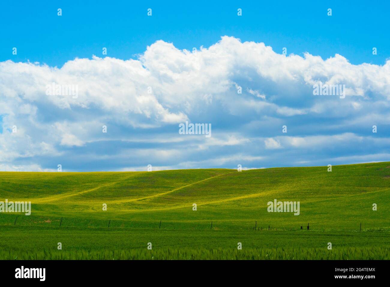 Idyllic rural landscape with farm wheat fields and blue sky seen from ...