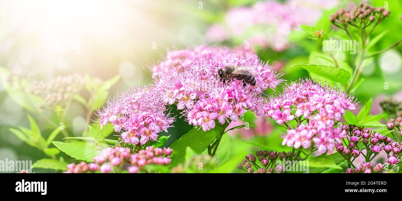 Beautiful pink flowers bloom in the garden in summer or spring. Use ...