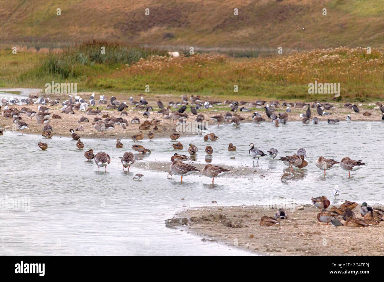 waterfowl and landscape in zeeland westkapelle Stock Photo - Alamy