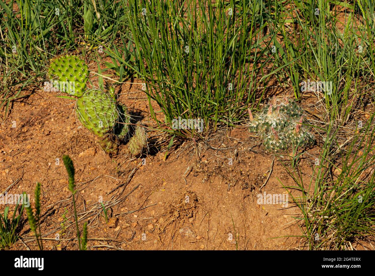 Cacti cactuses plant plants desert hi-res stock photography and images - Alamy