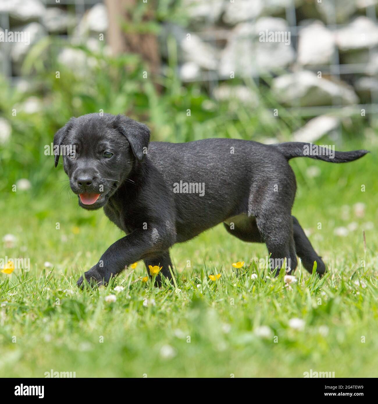Labrador side profile hi-res stock photography and images - Alamy