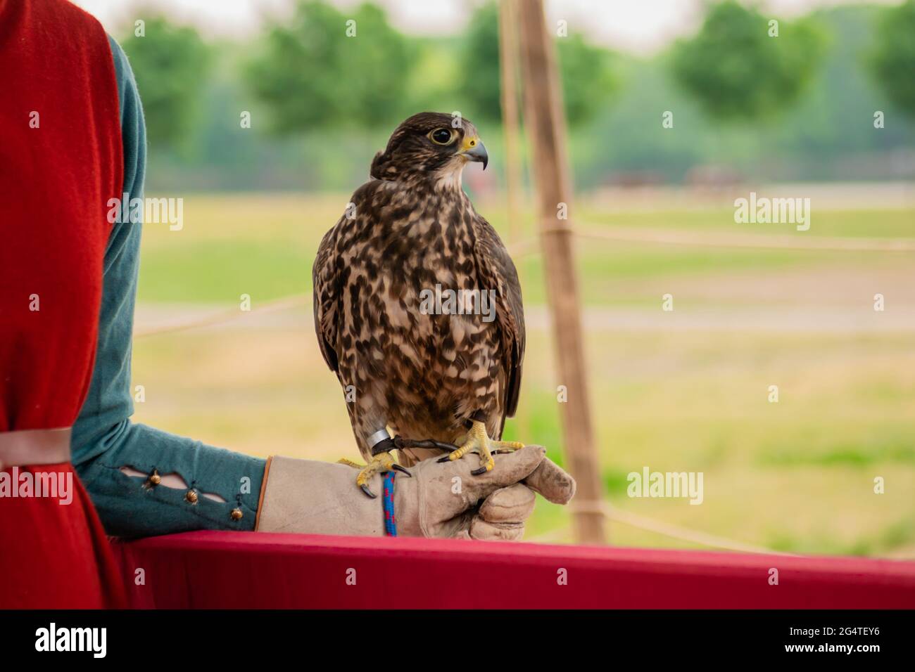 Trained falcon sitting on woman hand at historical festival Stock Photo ...
