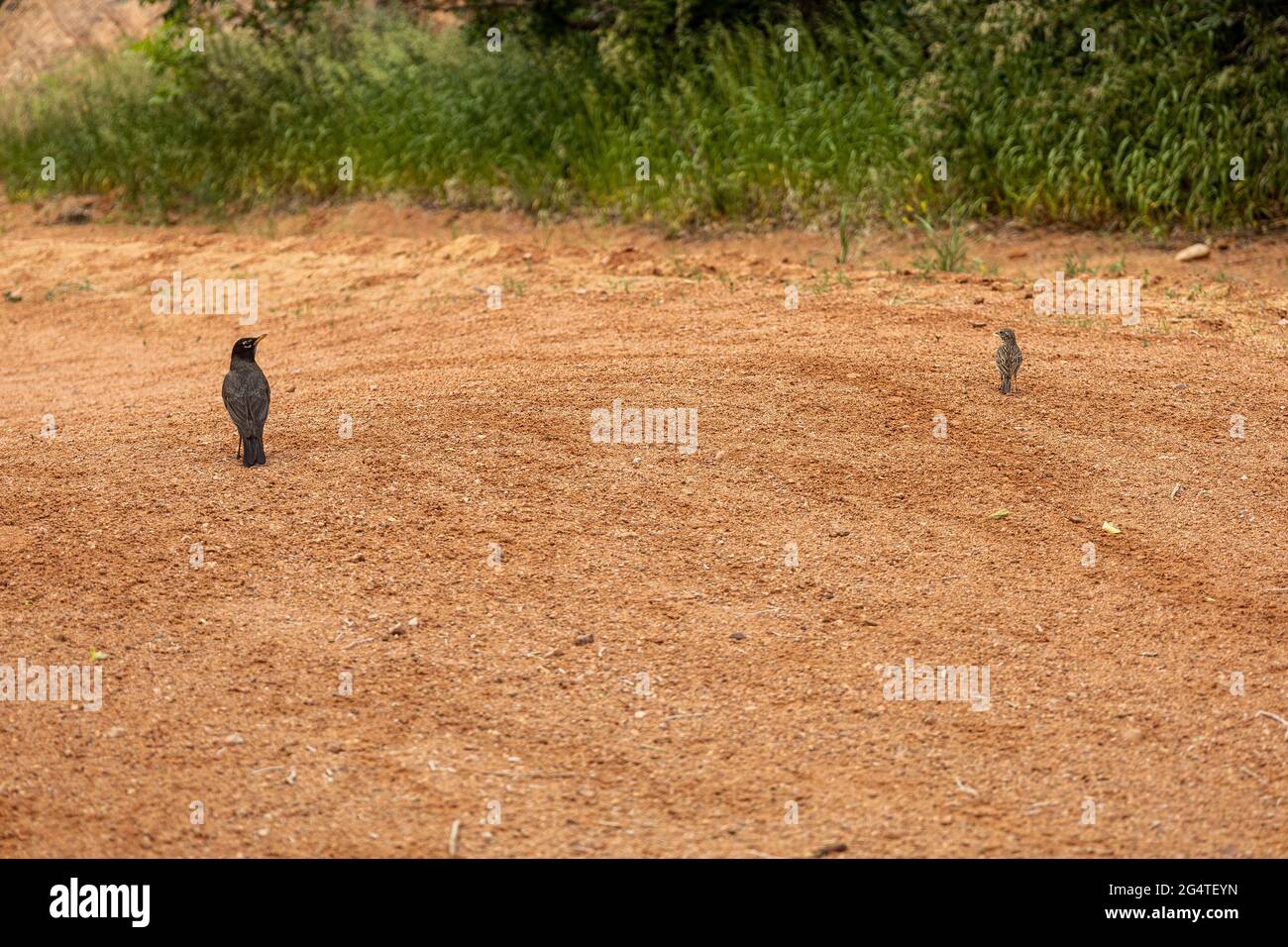 2 bird bros Stock Photo - Alamy