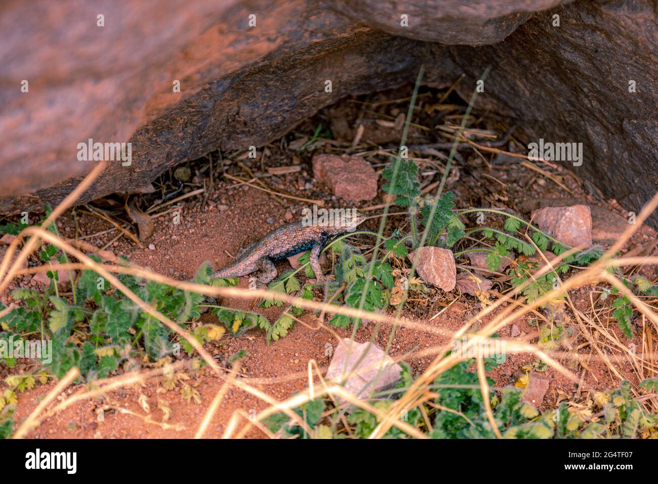 Blue belly lizard hi-res stock photography and images - Alamy