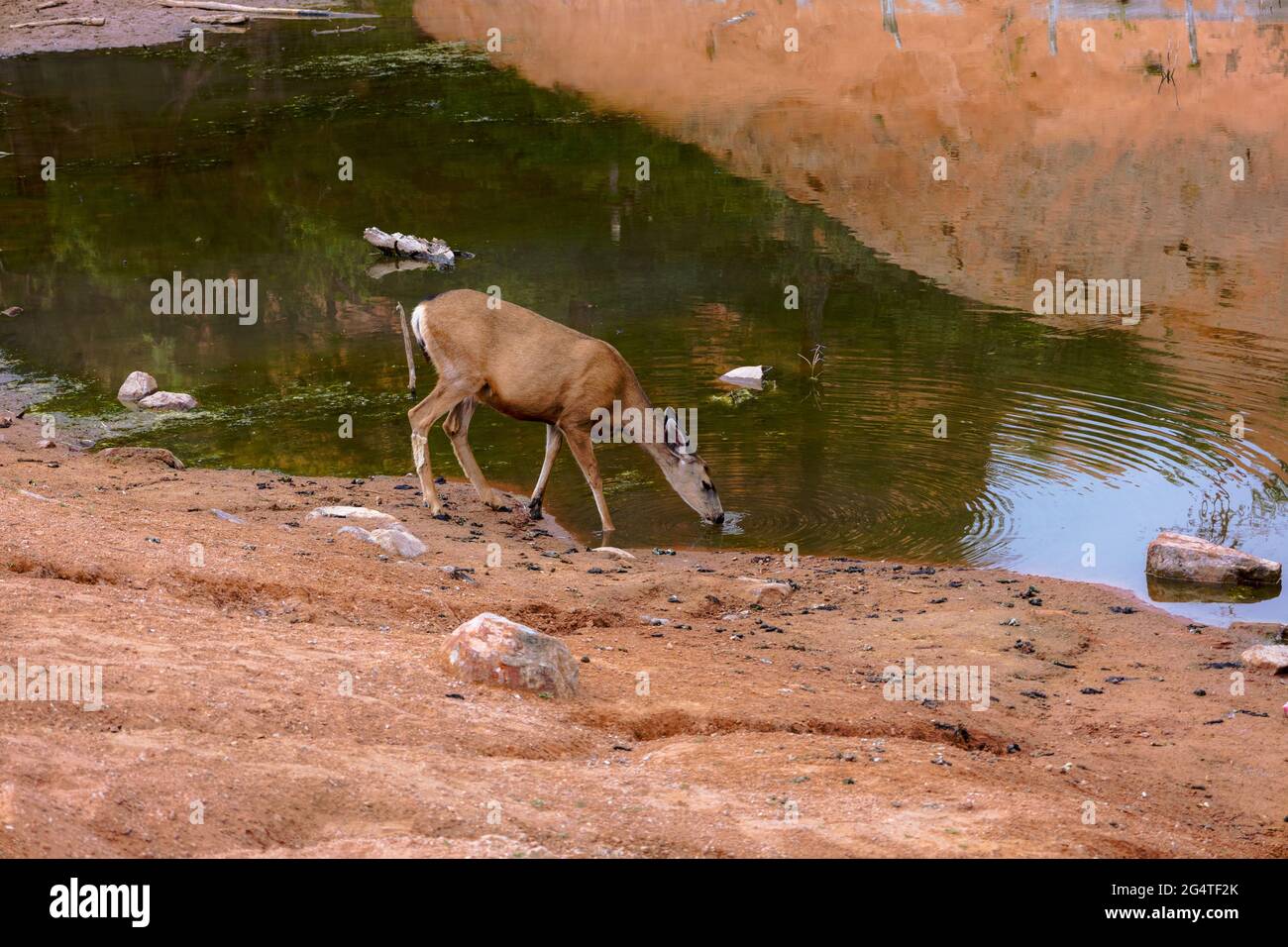 Mule drinking hi-res stock photography and images - Alamy