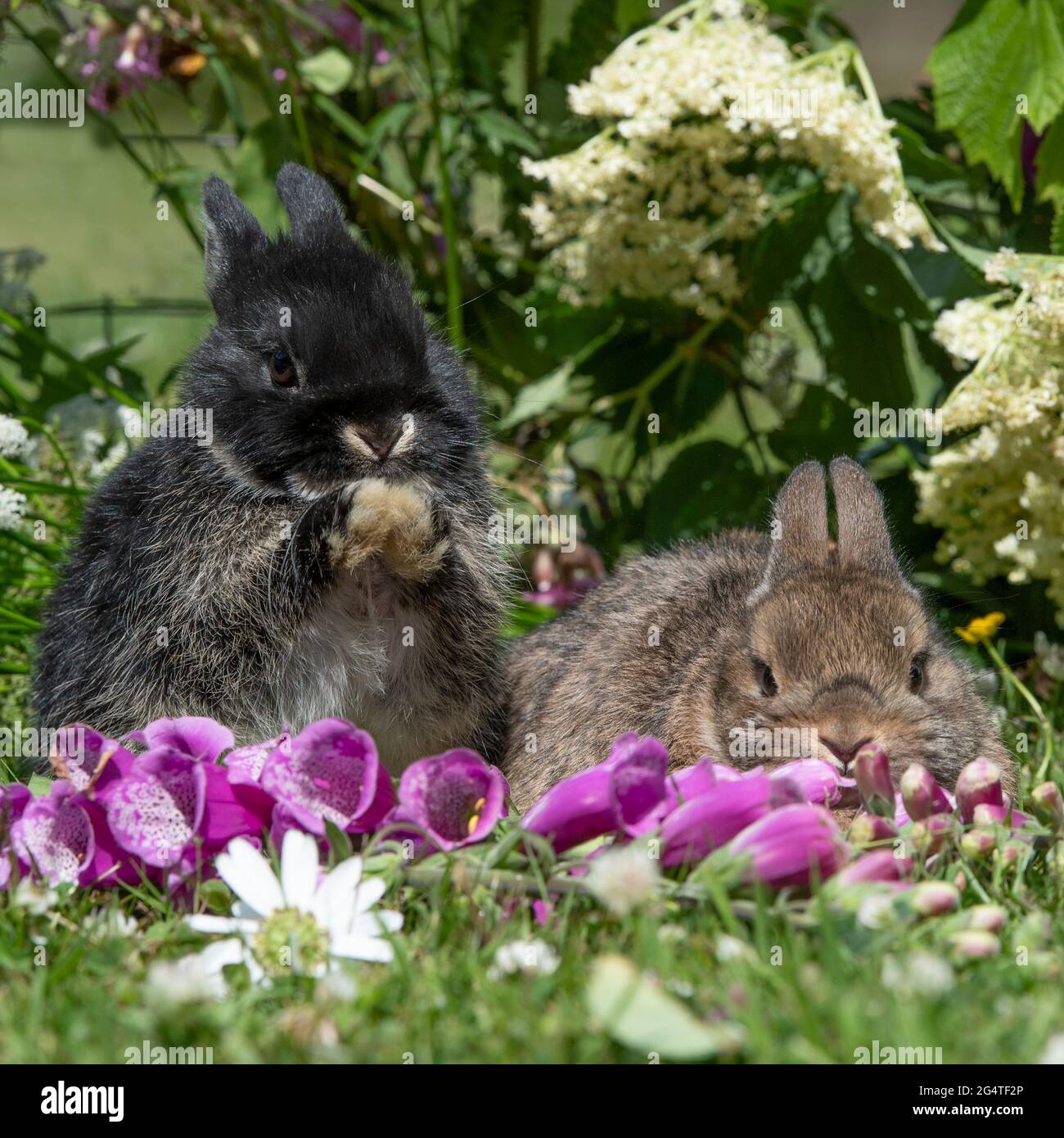 Netherland Dwarf Rabbit Lying High Resolution Stock Photography and ...
