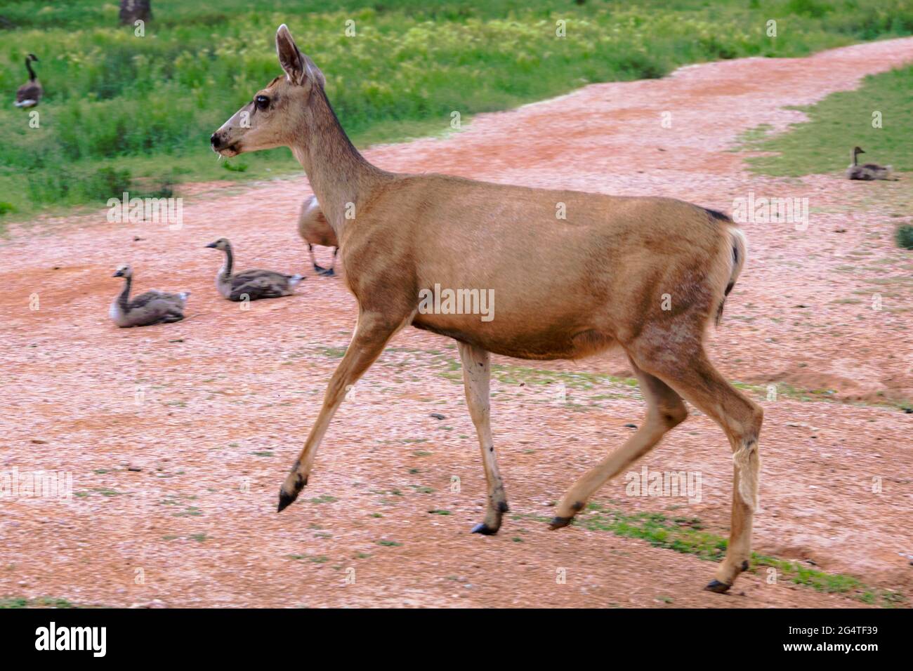 Mule ducks hi-res stock photography and images - Alamy