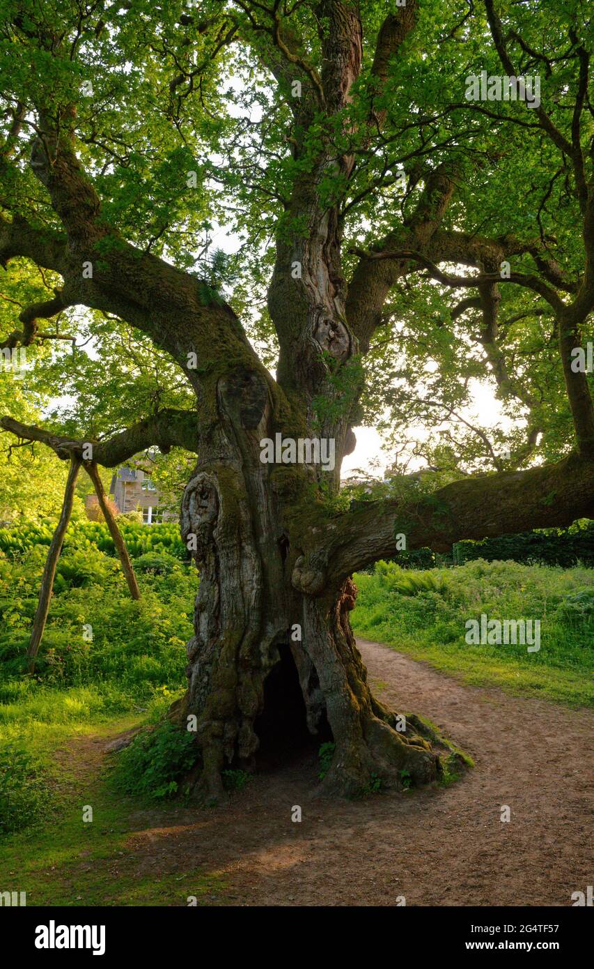 Birnam oak perth hi-res stock photography and images - Alamy
