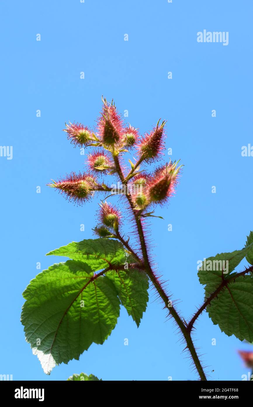 Japanese Wineberry Bush High Resolution Stock Photography and Images ...