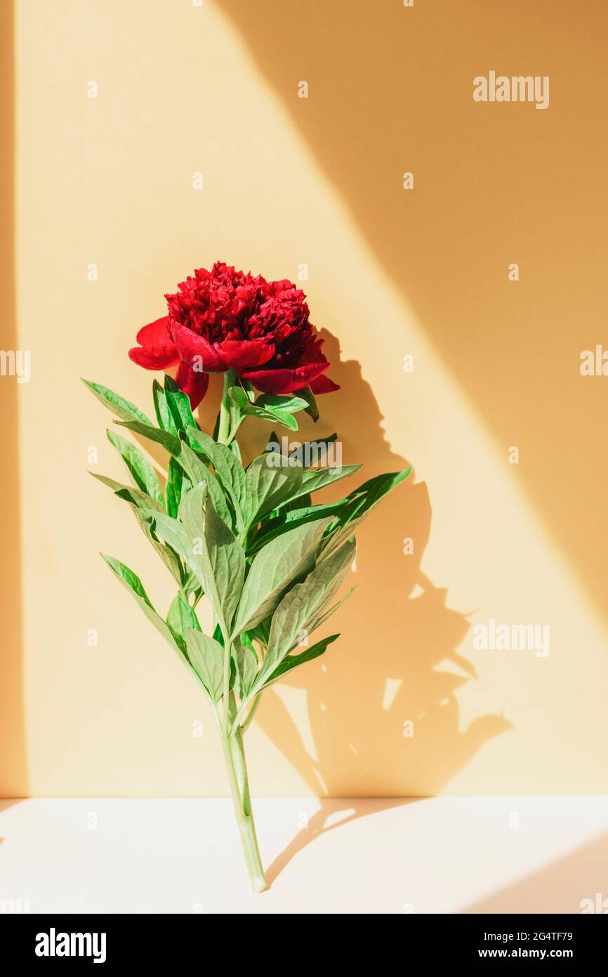 Red peony on yellow background with harsh shadows Stock Photo - Alamy
