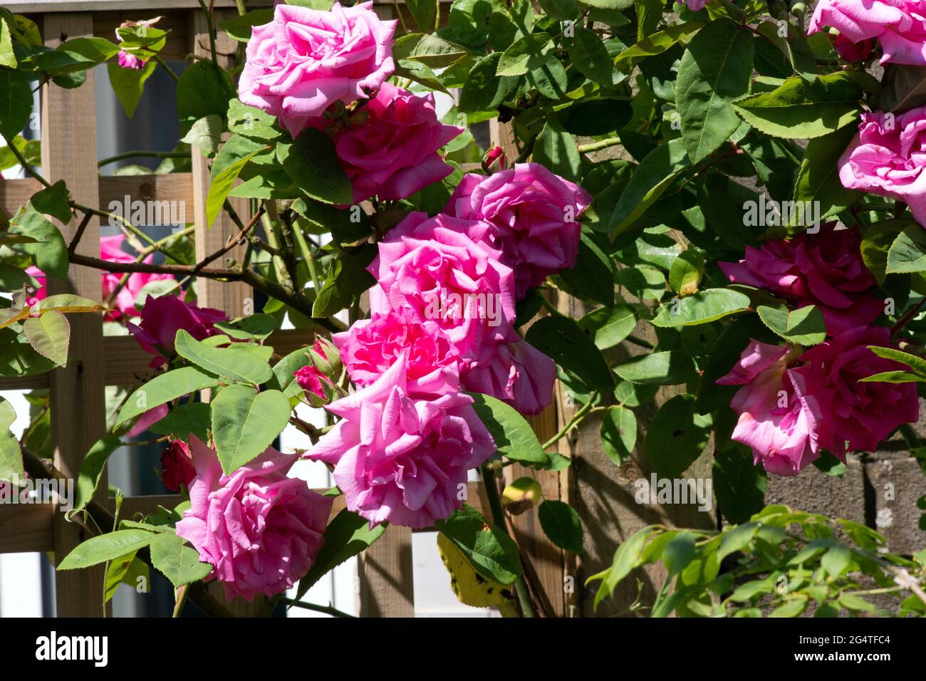 Rose Zéphirine Drouhin Stock Photo - Alamy