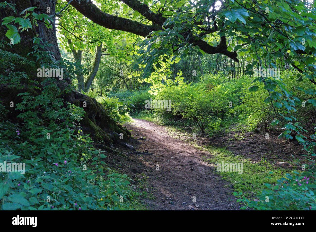 Birnam Oak, River side walk, Birnam, Perth and Kinross, Scotland Stock Photo - Alamy