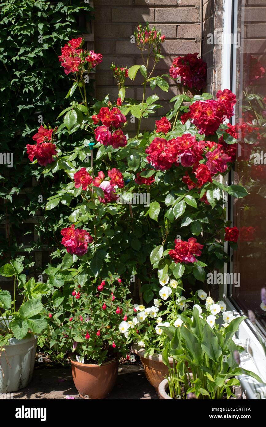 Rose Celebration Time Stock Photo - Alamy