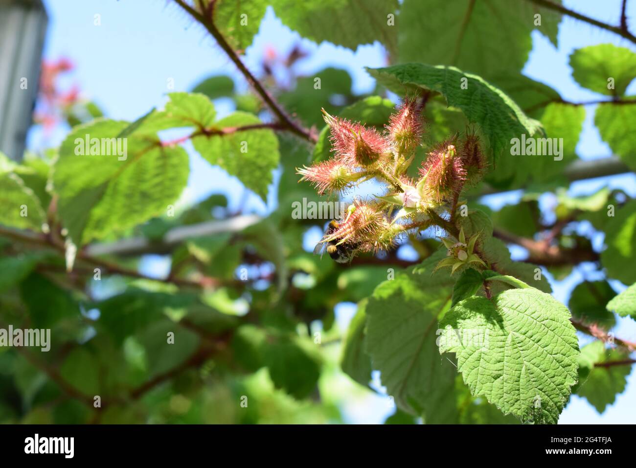 Japanese dewberry hi-res stock photography and images - Alamy