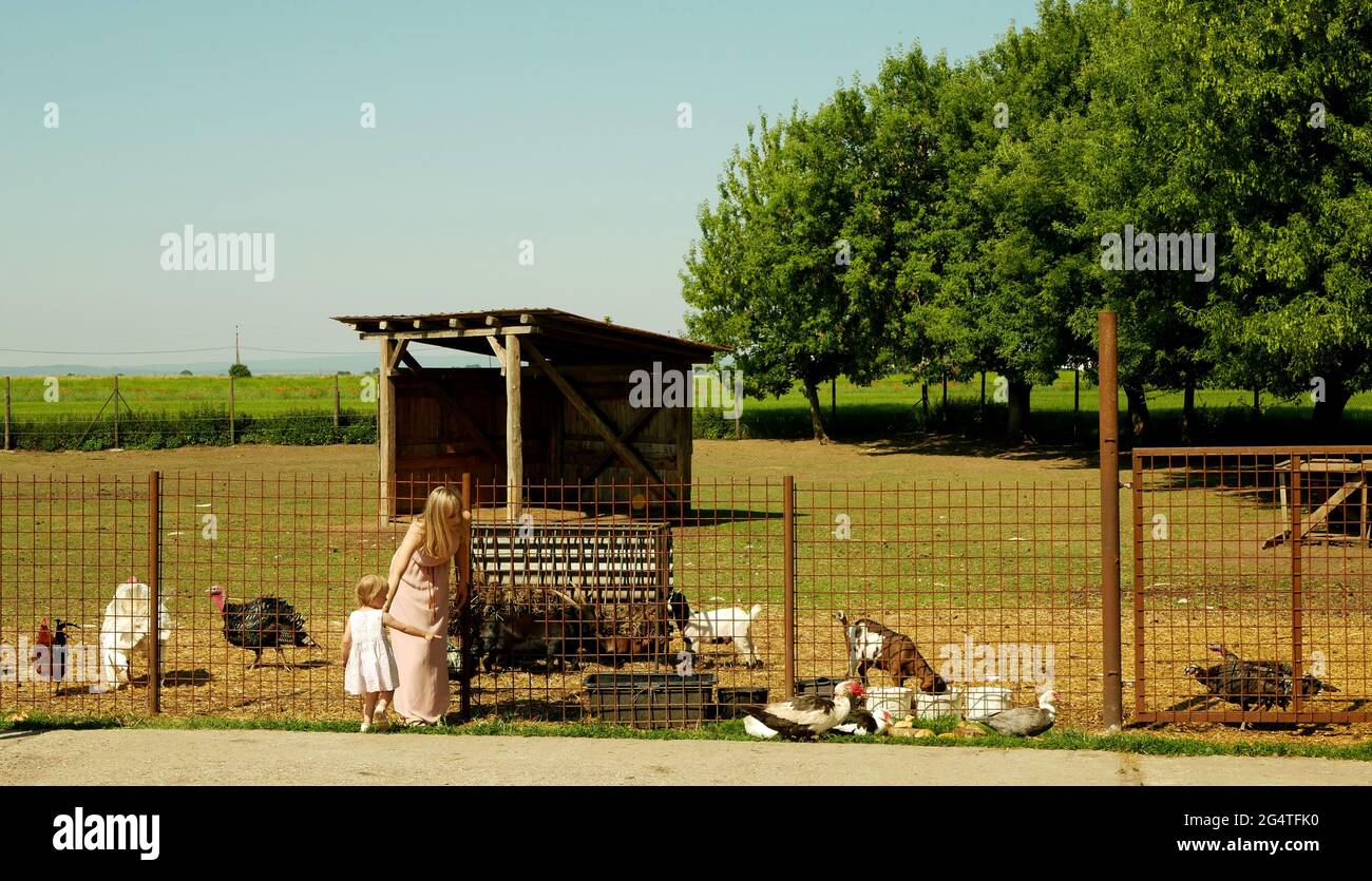 Domestic goat breed of domestic and duck or turkey Meleagris gallopavo ...