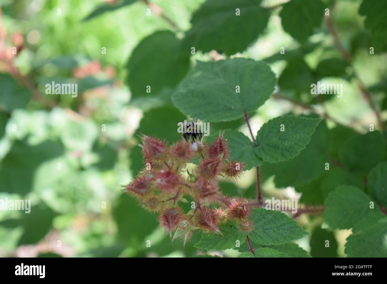 Japanese Wineberry Bush High Resolution Stock Photography and Images ...