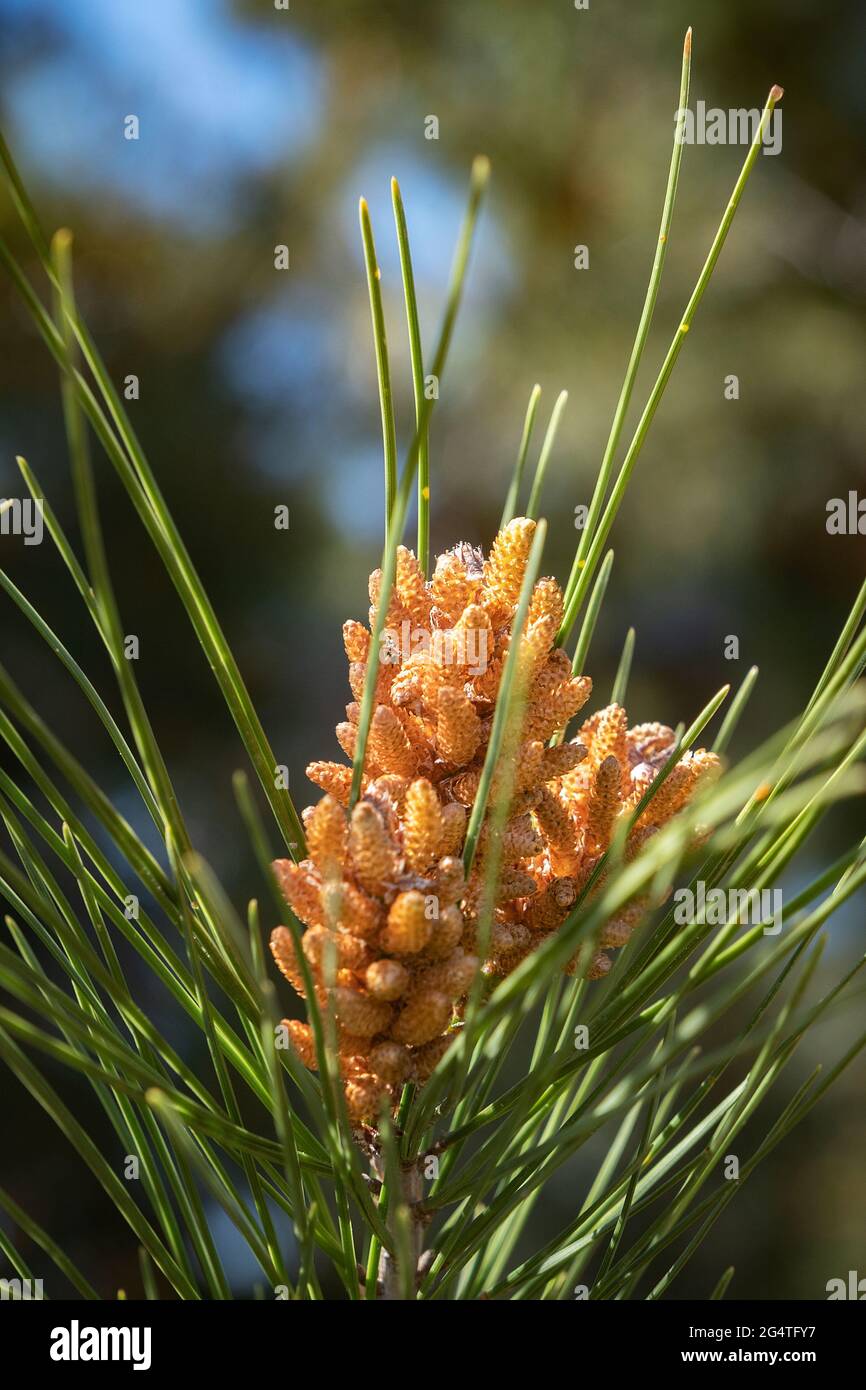 Pine pollen hi-res stock photography and images - Alamy