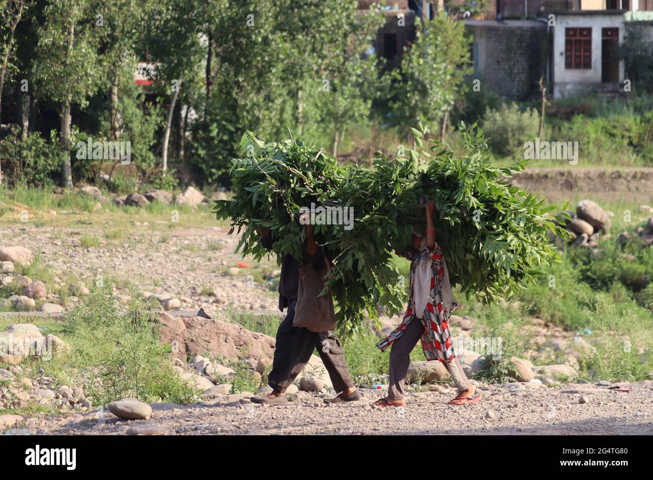 June 23, 2021, Poonch, Jammu and Kashmir, India: People carry fodder ...