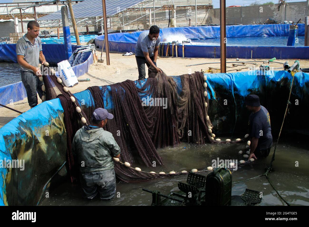 Gaza. 14th June, 2021. Palestinian workers are seen at a fish farm in ...