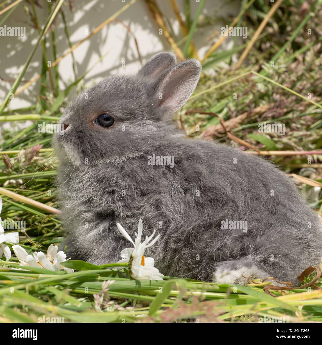 Blue rabbit with flowers hi-res stock photography and images - Alamy