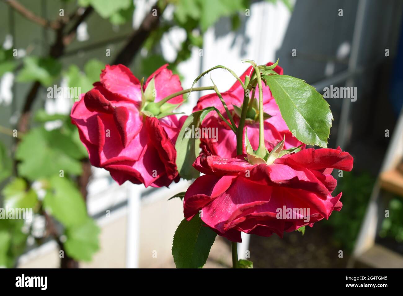 three red roses Stock Photo - Alamy