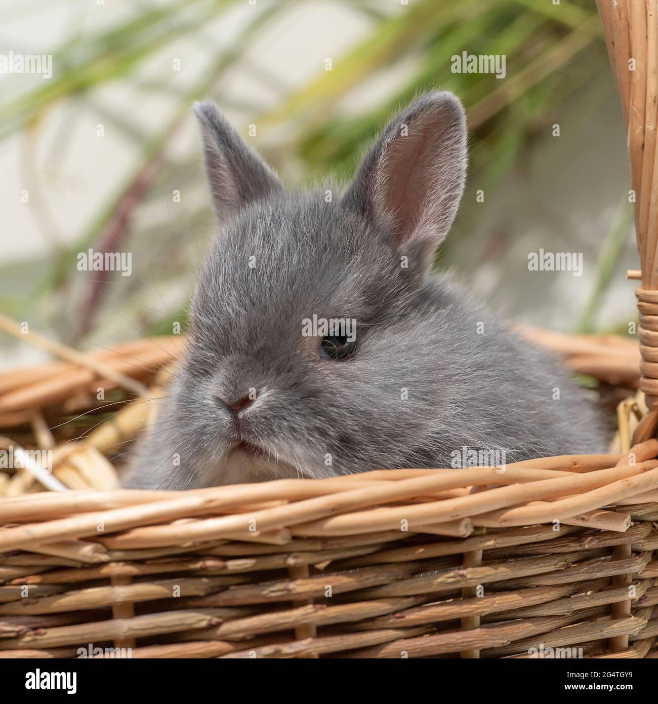 Baby Dwarf Rabbit Ginger Baby Bunny Playful Miyoni Tots Plush