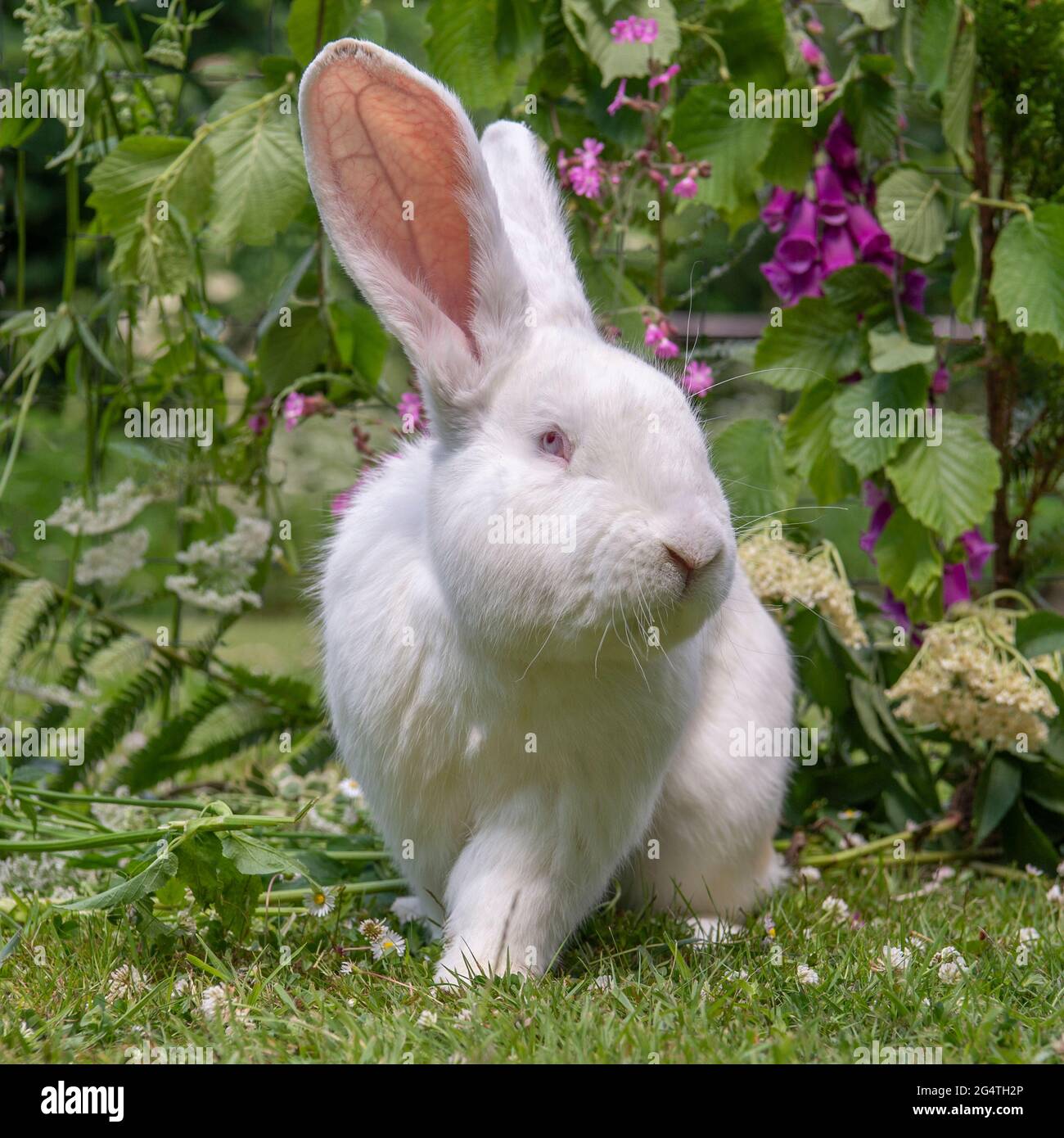 Big friendly giant hi-res stock photography and images - Alamy