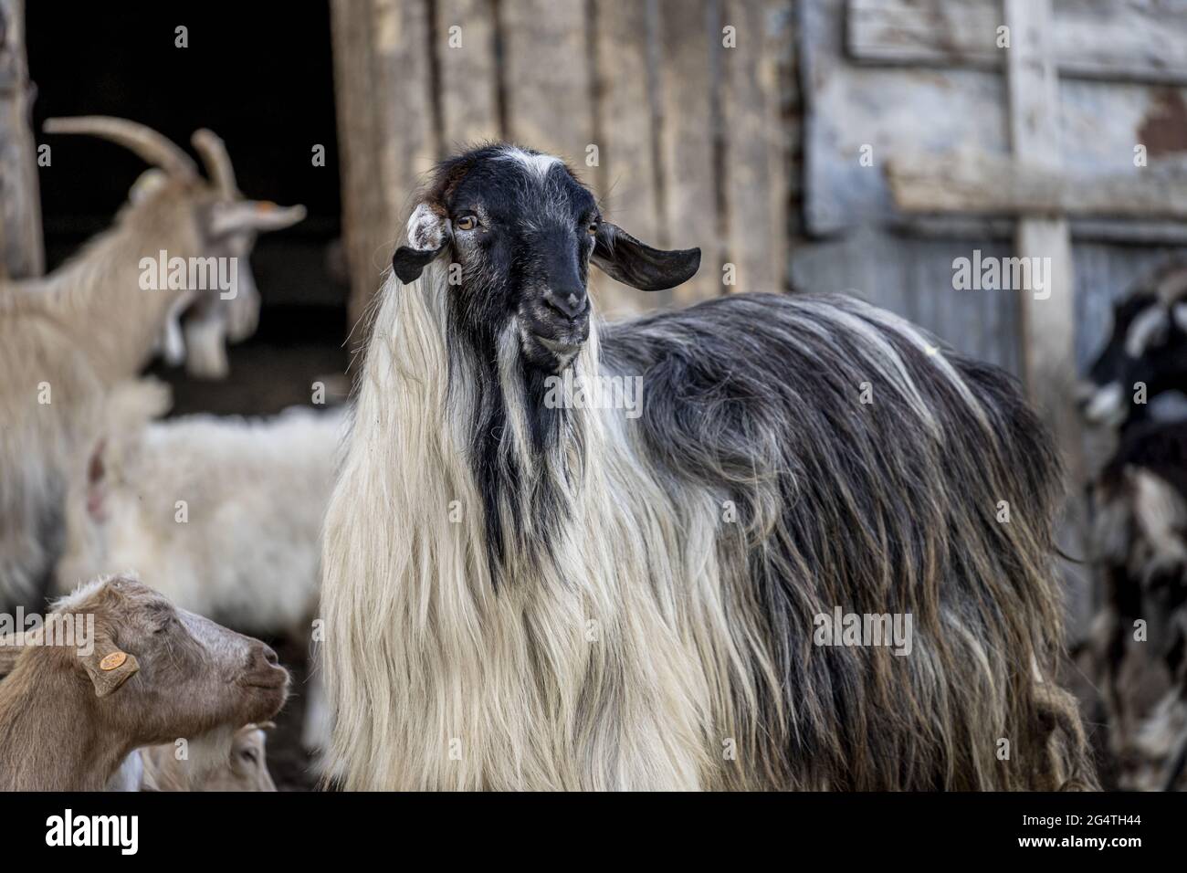 Old hairy goat on a wooden shelter background Stock Photo - Alamy