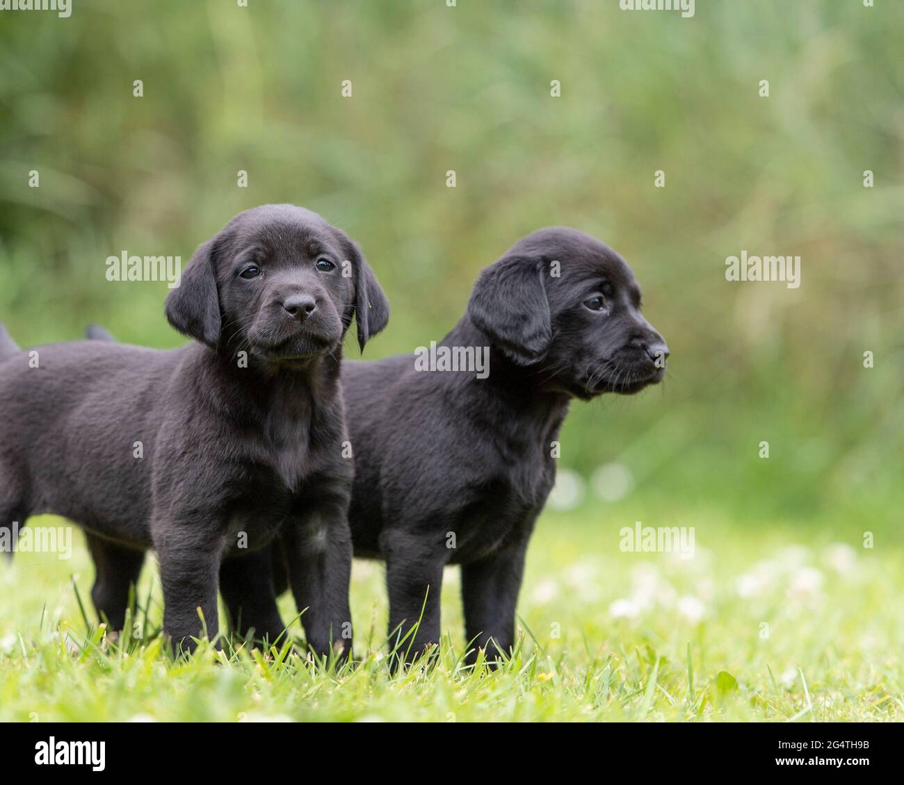 two labrador retriever puppies Stock Photo - Alamy
