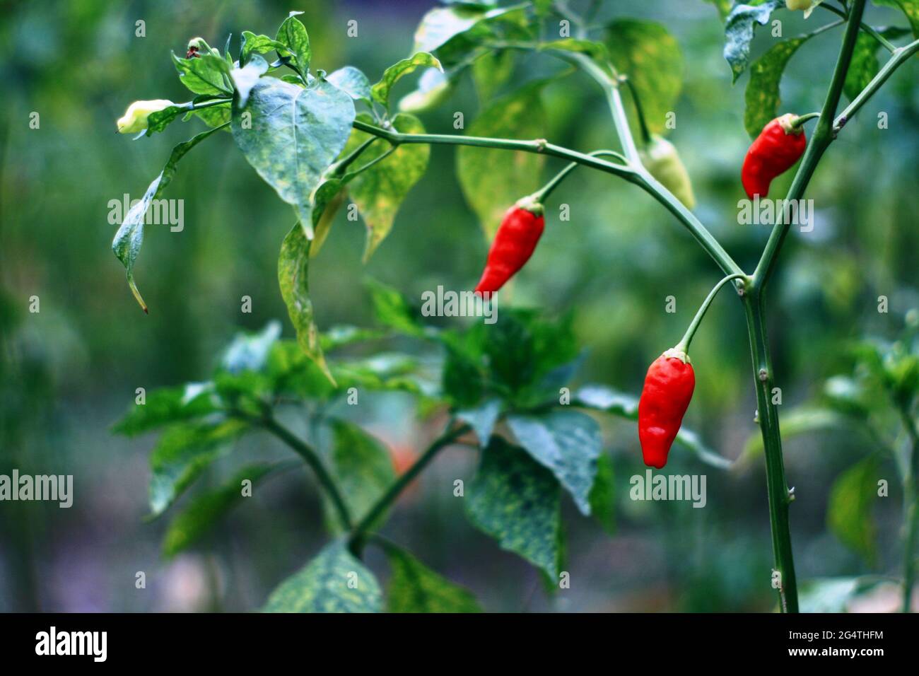 Closeup shot of red ripe chilly with leaves and plants in the garden ...