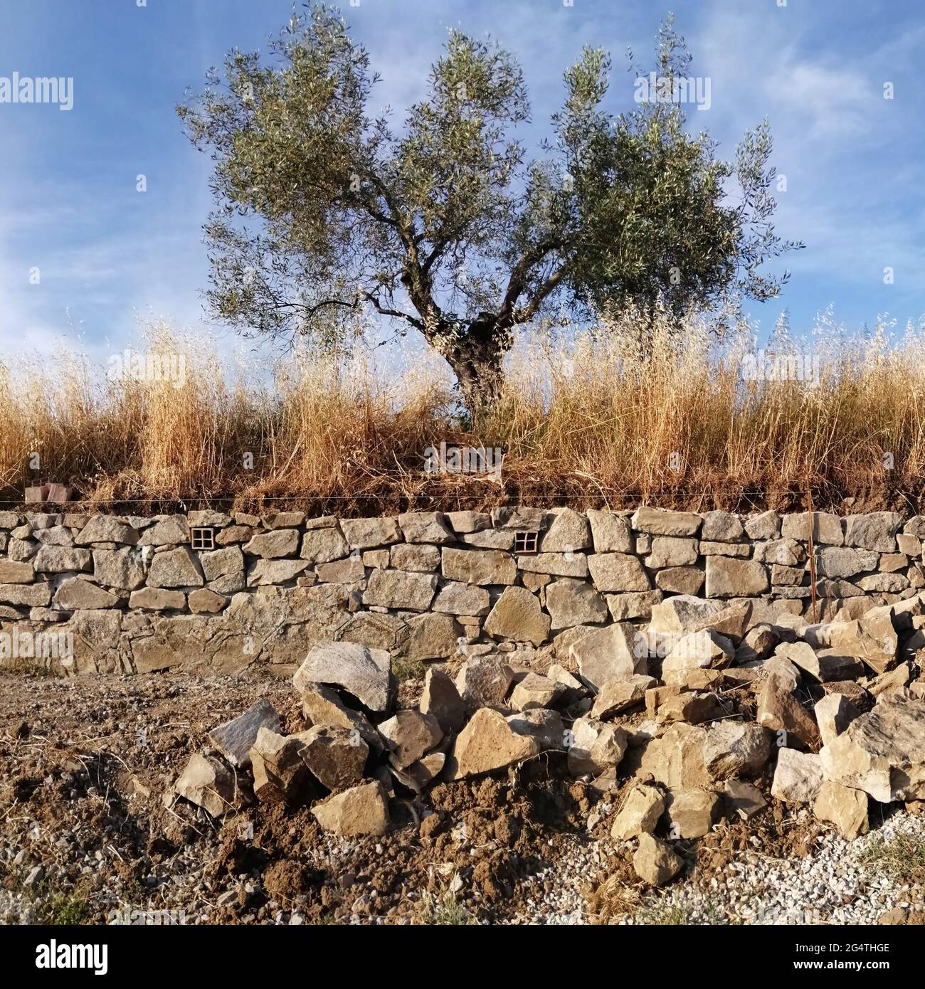 Big olive tree hi-res stock photography and images - Alamy