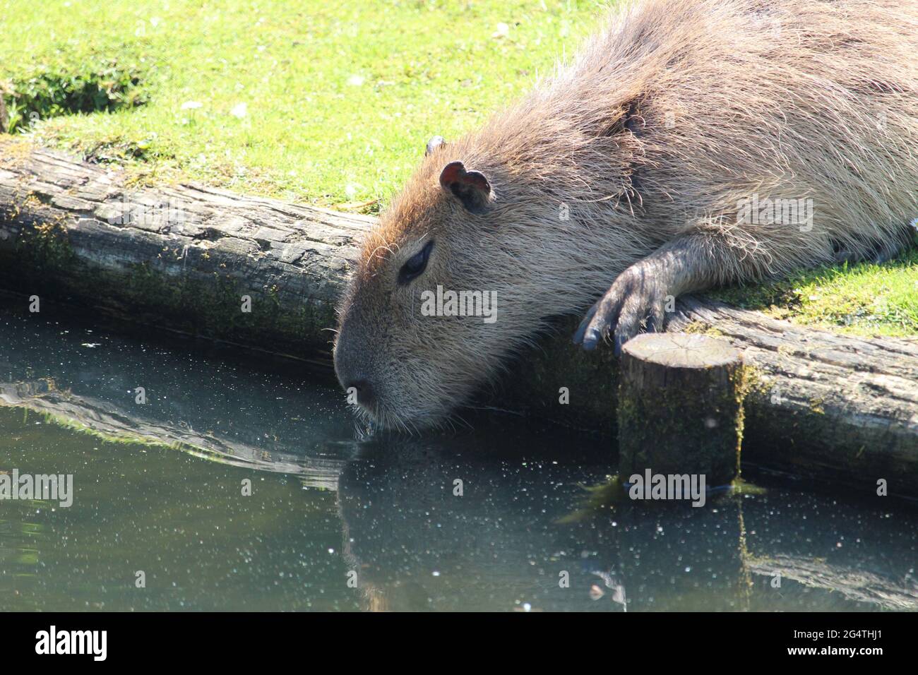 Capybara drinking hi-res stock photography and images - Alamy