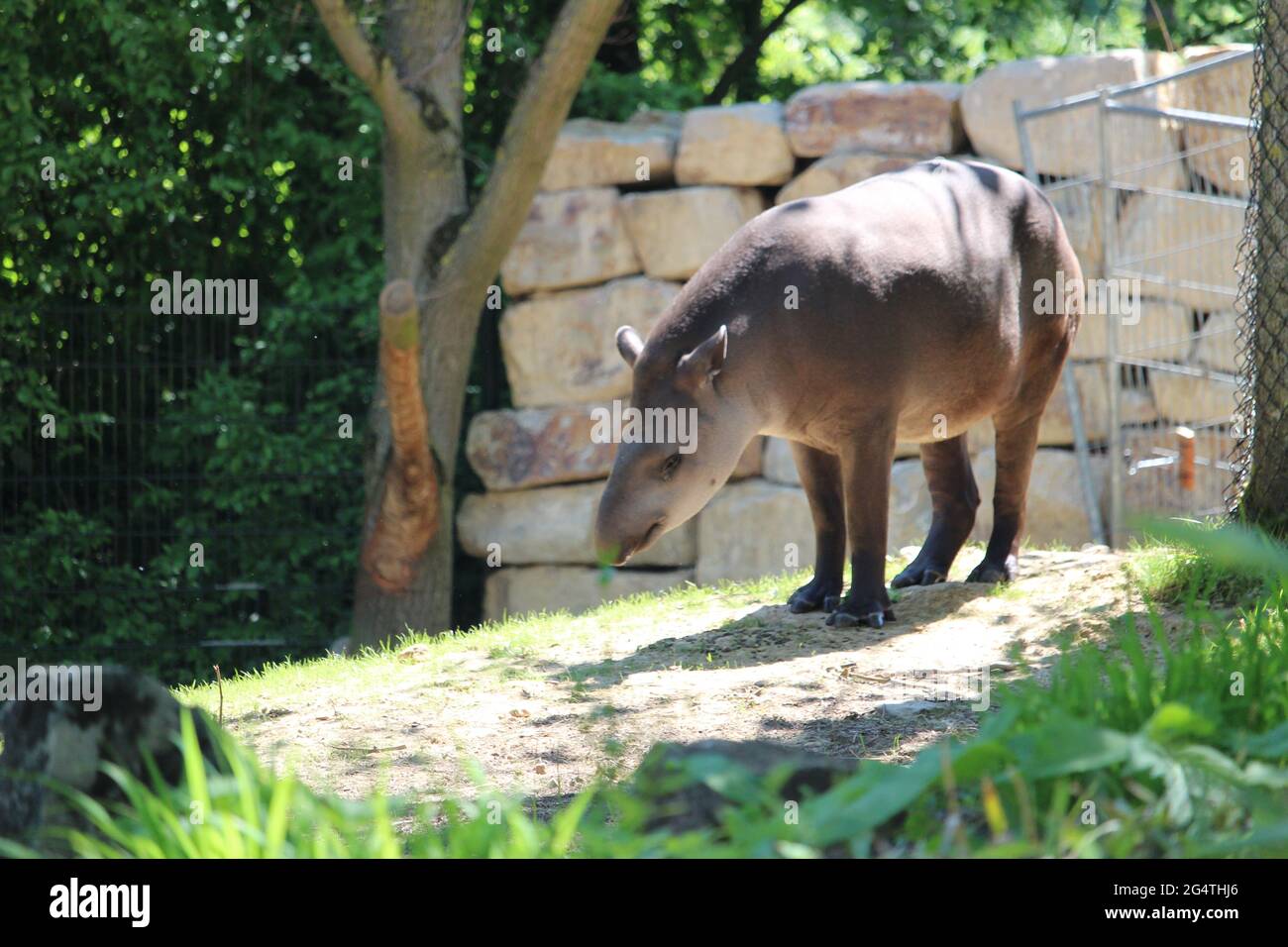 Shot tapir hi-res stock photography and images - Alamy