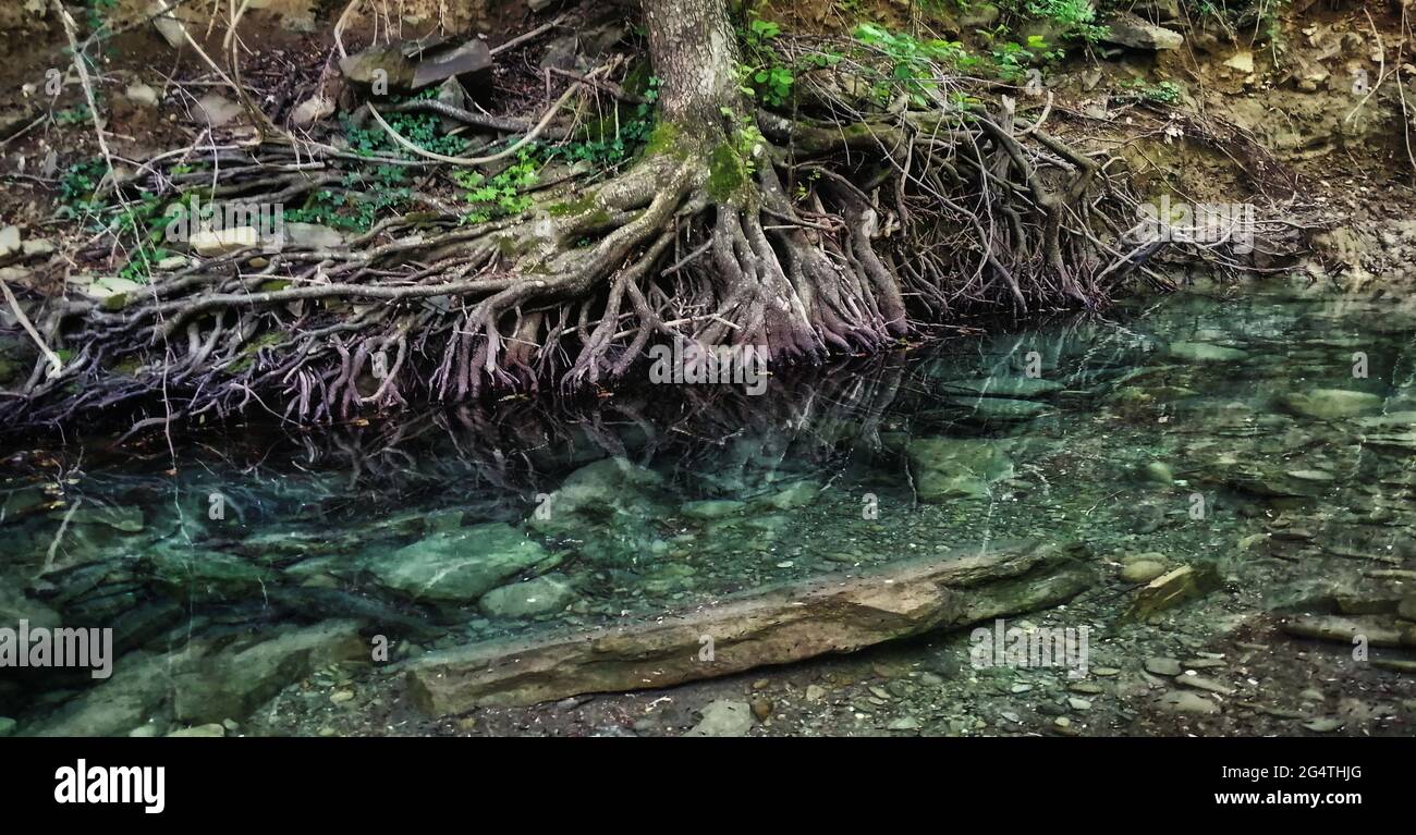 Tree roots on the bank of a clear stream. Natural landscape Stock Photo ...