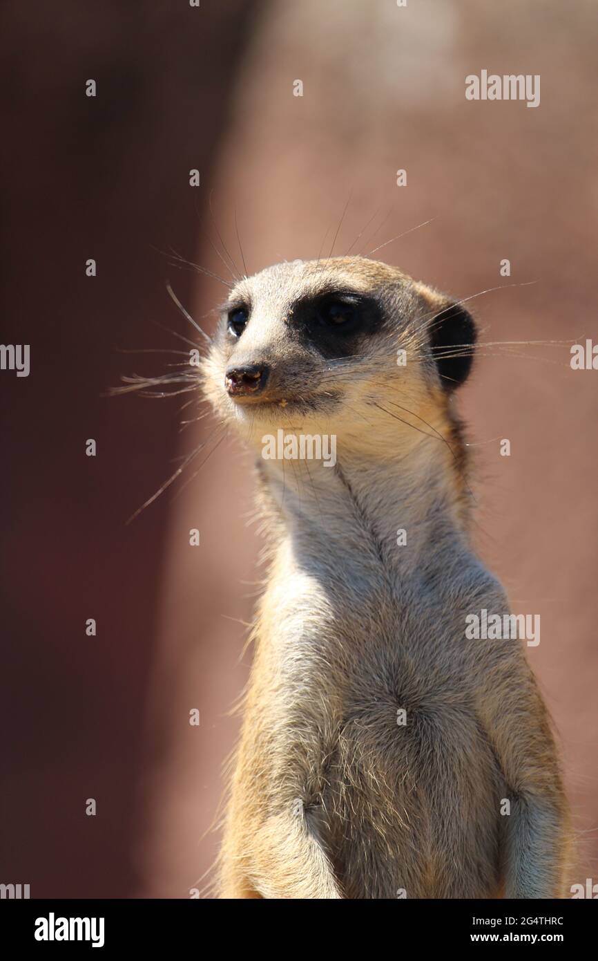 Closeup shot of a meerkat looking for something Stock Photo - Alamy