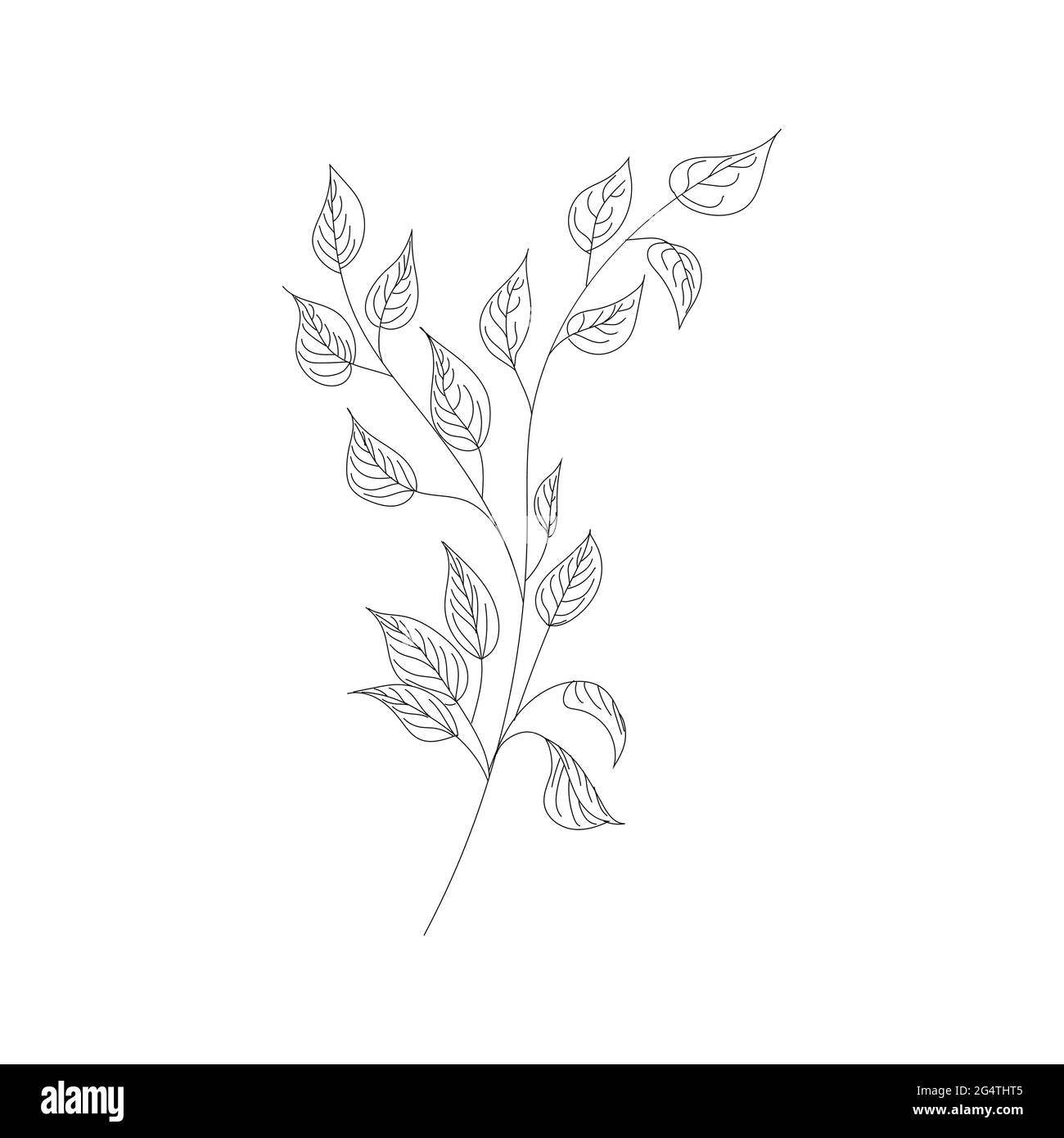 Leaf Line Drawing Vector