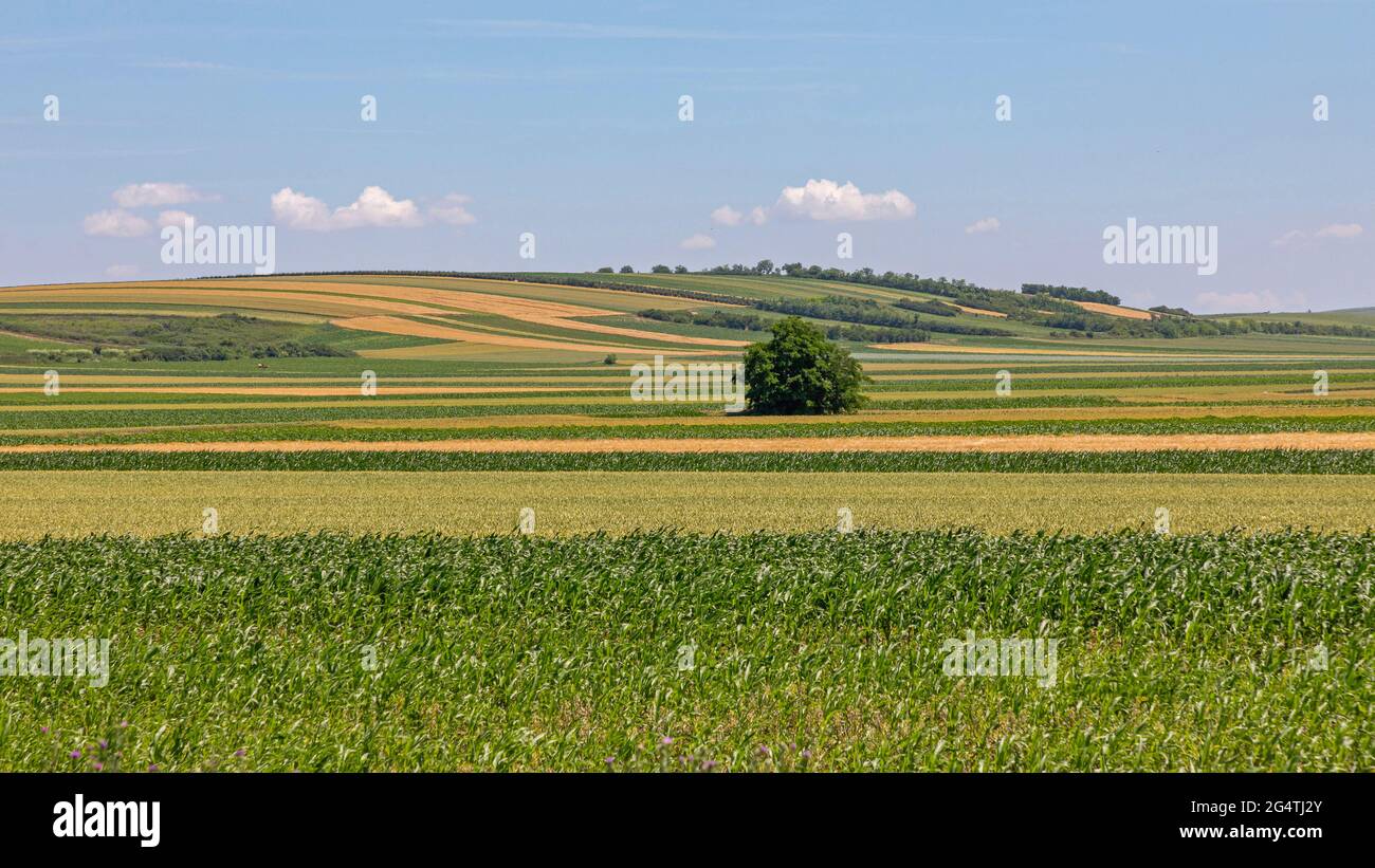 Corn Maize Green Fields at Sunny Spring Day Stock Photo - Alamy