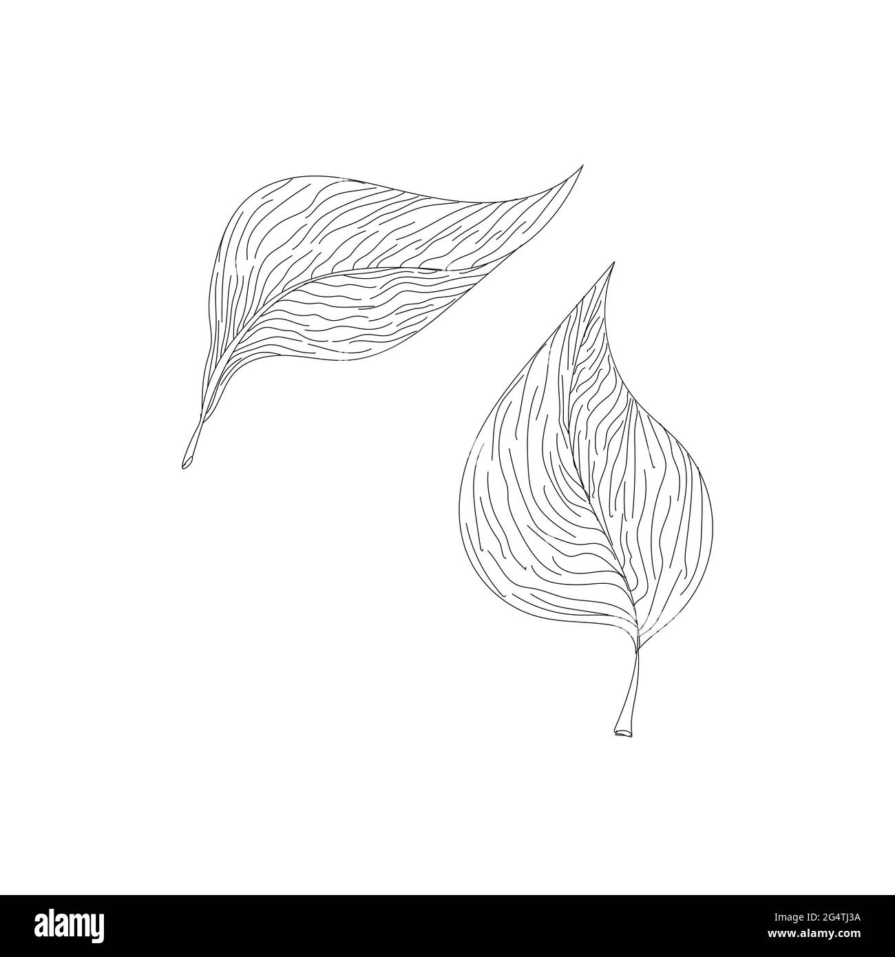 Hand draw leaves vector Black and White Stock Photos & Images - Alamy
