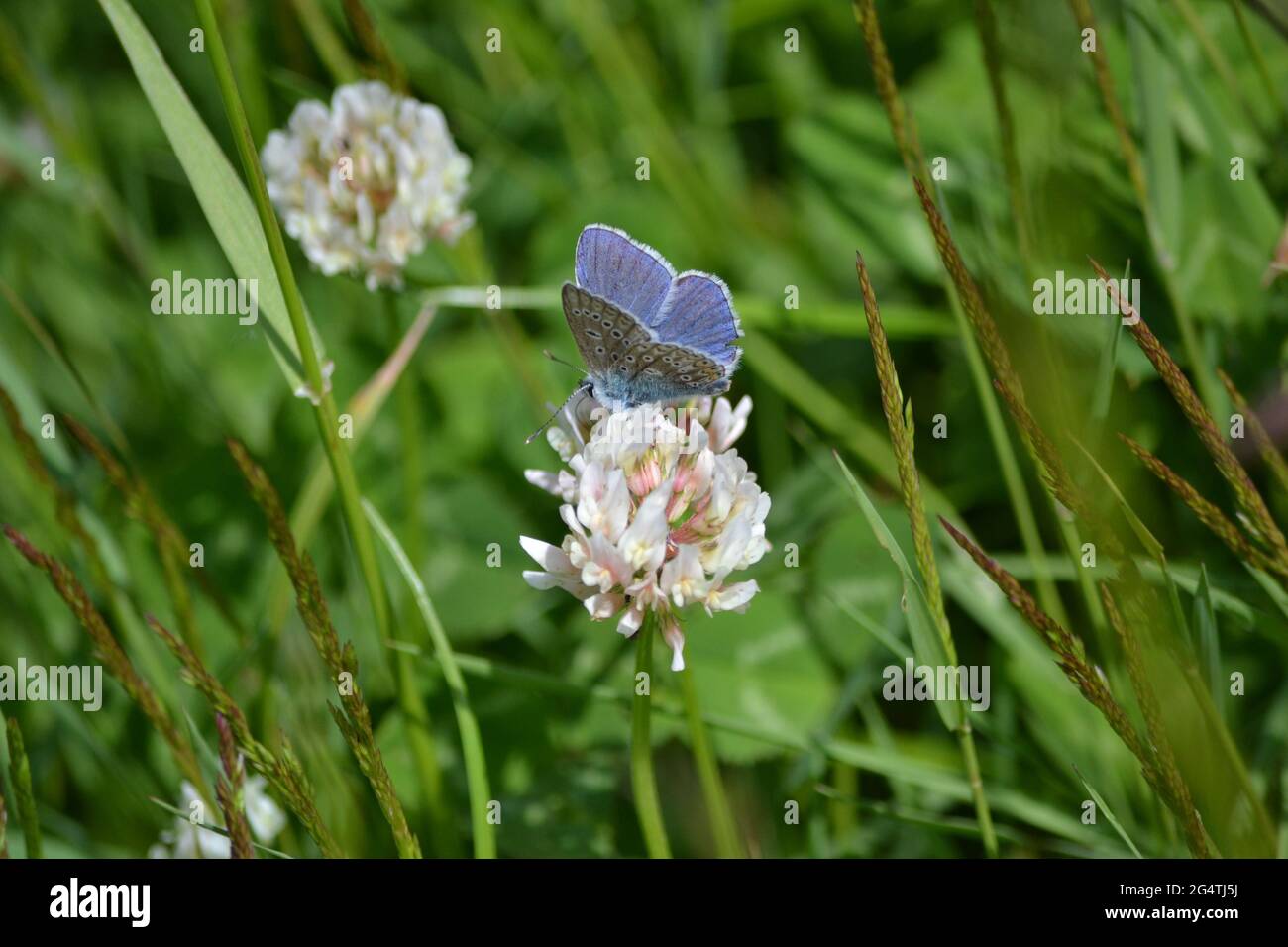 Male adonis blue hi-res stock photography and images - Alamy